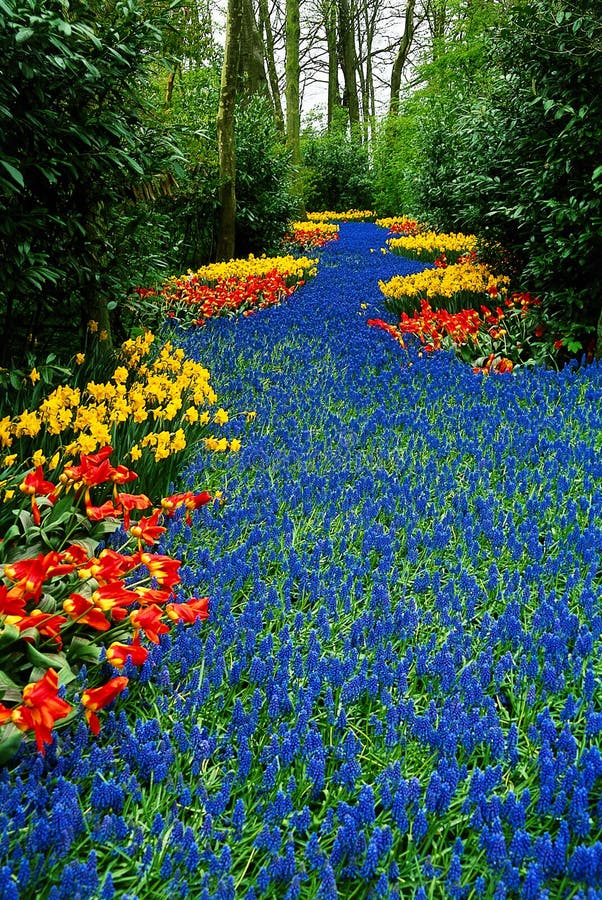 Keukenhof, Holland stock photo. Image of 2008, lowery - 5168220