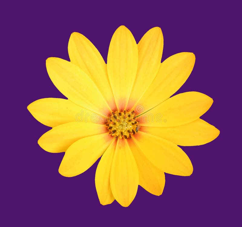 Floral scene stock photo. Image of scene, abstract, purple - 76535230