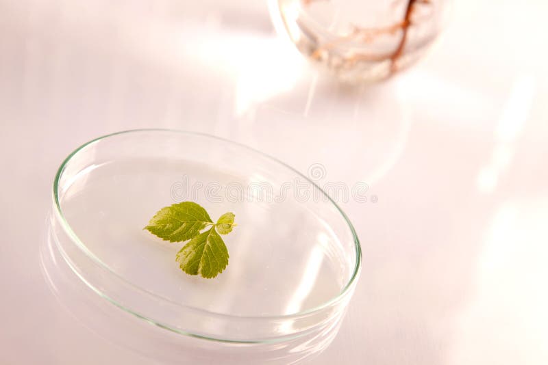 Floral Science Picture. Image: 14567733