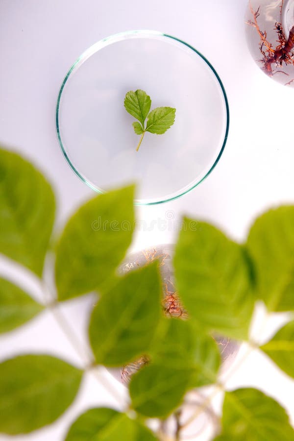 Floral science stock image. Image of glass, hands, growth - 14568819