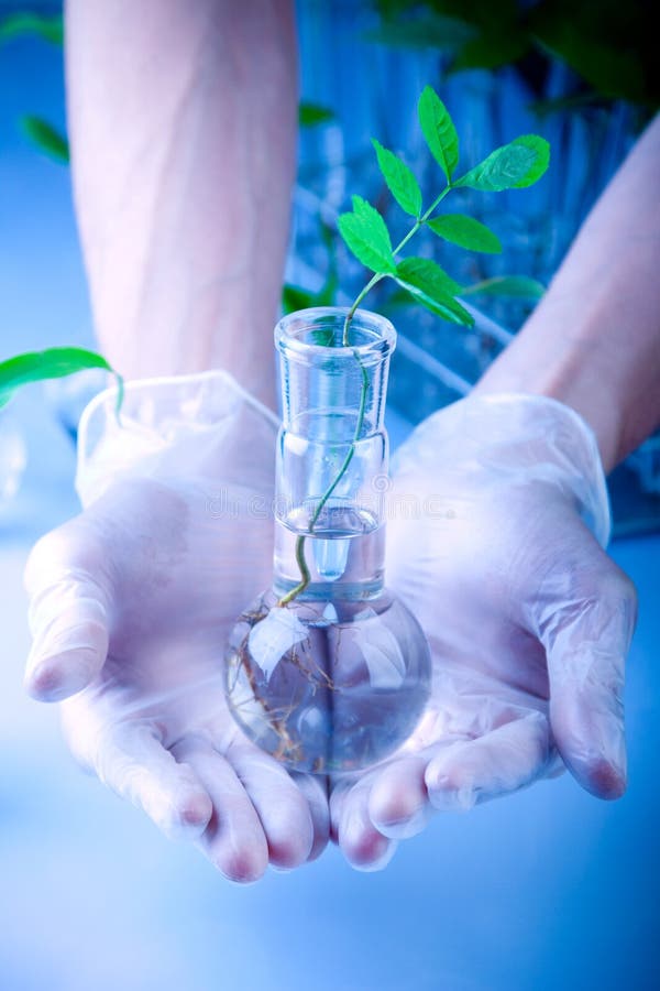 Floral science stock image. Image of glass, hands, growth - 14568819