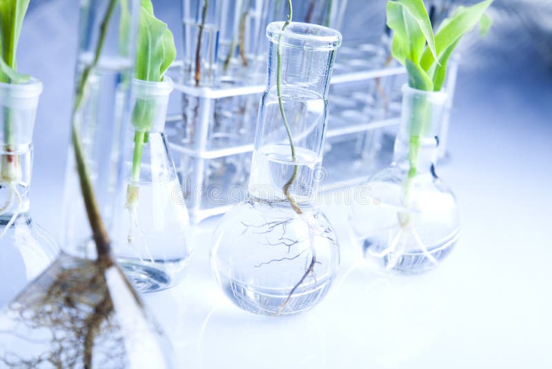 Floral Science in Blue Laboratory Stock Image - Image of nature, leaf ...