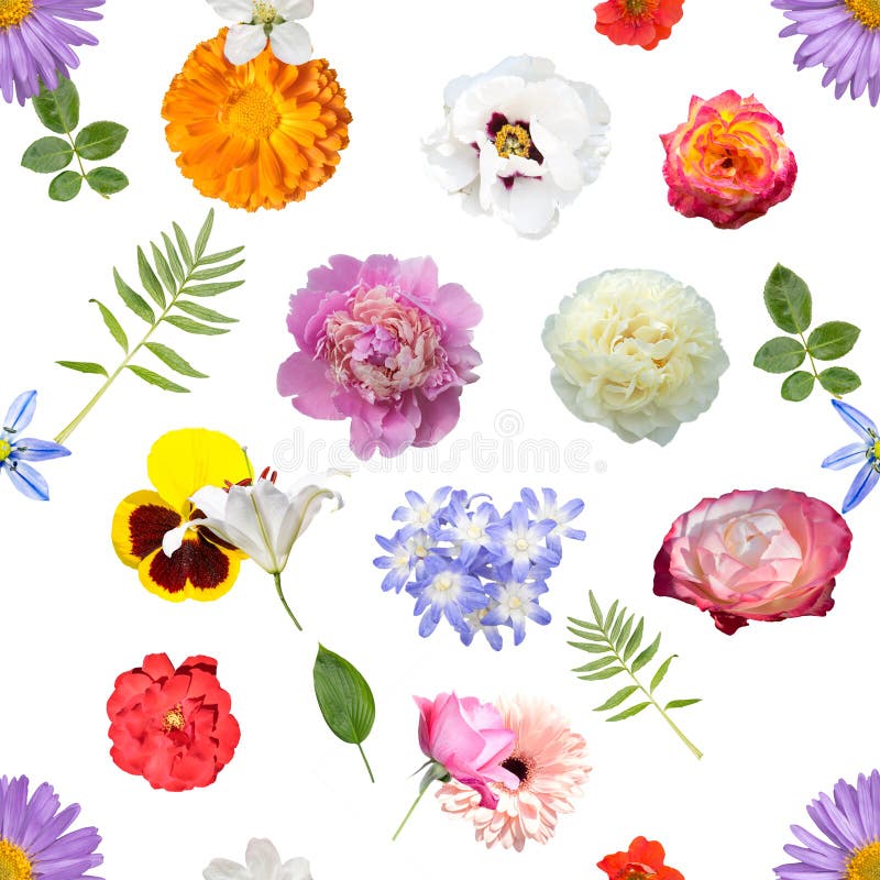 Floral Seamless Background with Different Flowers on White Backdrop ...