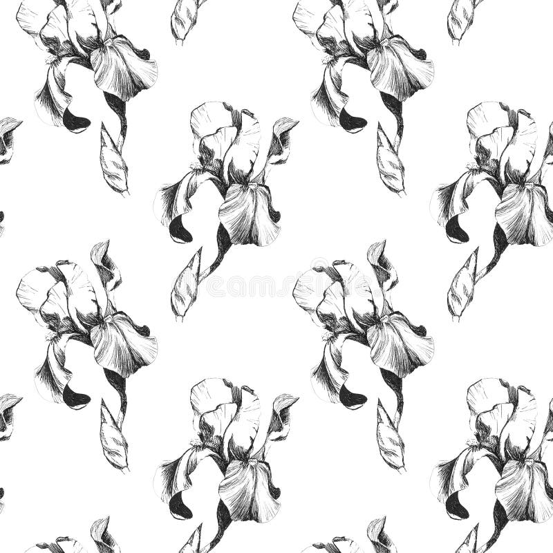 Floral Seamless Pattern with Hand Drawn Ink Iris Flowers on White ...