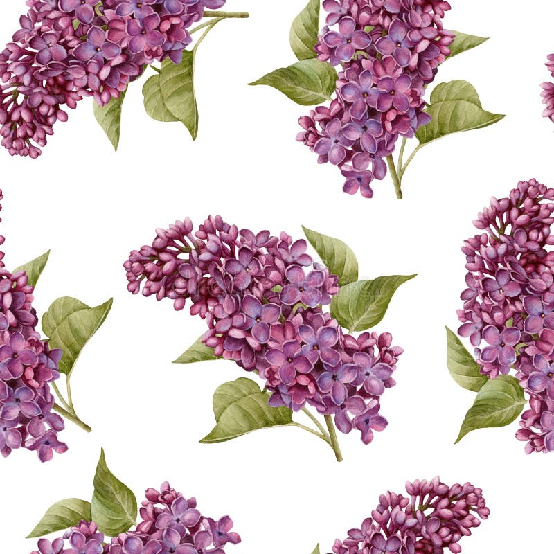 Floral Seamless Pattern with Watercolor Lilac Stock Illustration ...