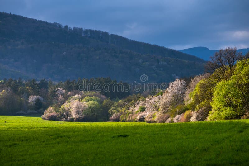 Floral Splendor: Enchanting Spring Village Scenery Stock Photo - Image ...