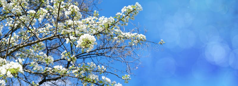 Floral Spring Abstract Nature Panorama Background, White Blooming ...