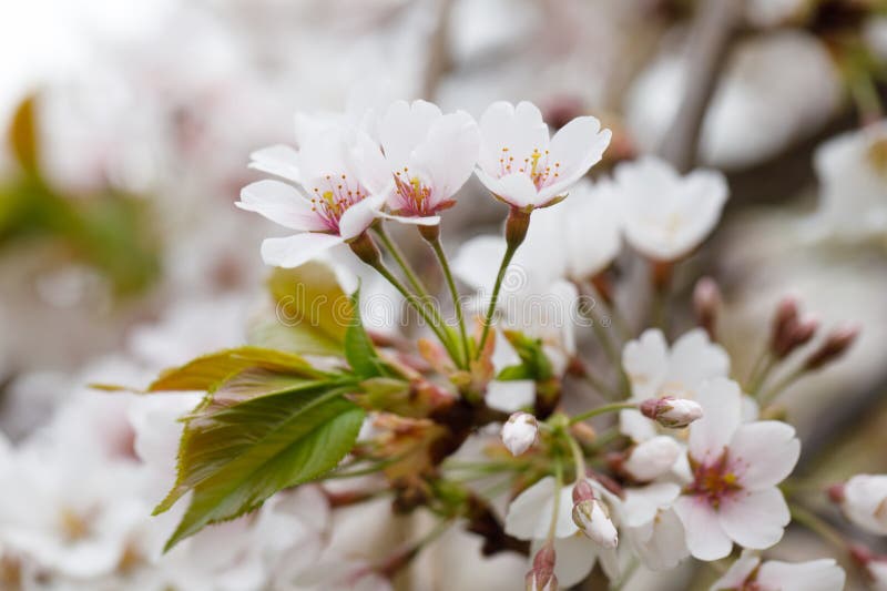 Floral Spring Background with Abstract White Flower Closeup Stock Photo ...