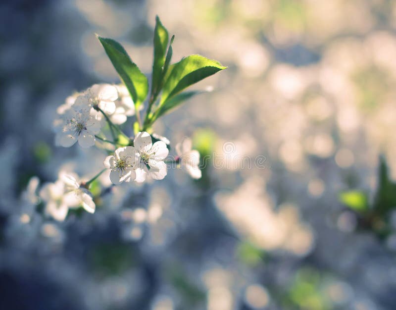 Floral Spring Blurred Background Stock Image - Image of cherry, clear ...