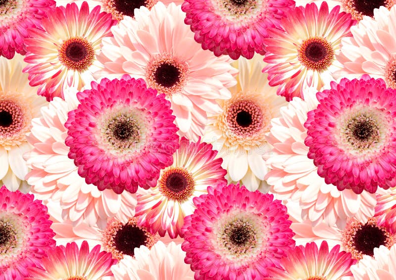 Floral Texture with Gerber Daisies. Stock Image - Image of cute ...