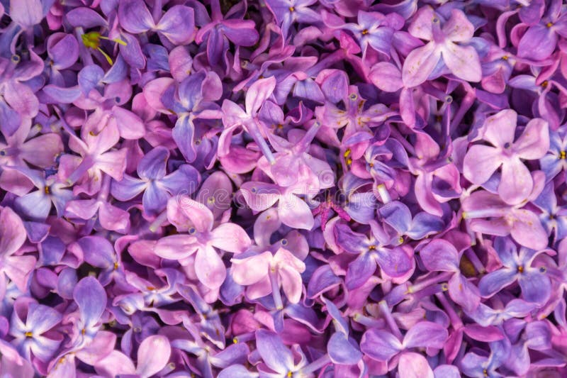 Floral texture of syringa stock image. Image of texture - 378893475