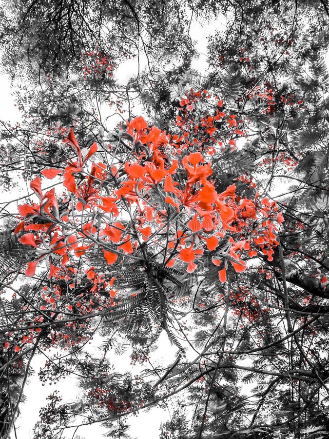 Floral Tree stock photo. Image of beautiful, colour, floral - 53974996