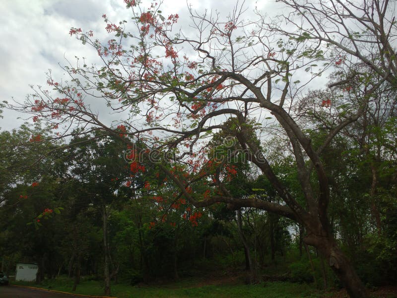 Floral tree stock image. Image of floral, imponent, beautiful - 92901235
