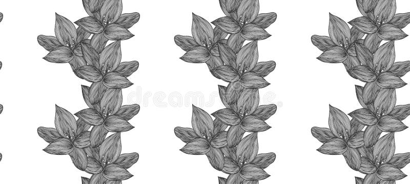 Floral Vector Background Black and White. Linear Lily Flower Line ...