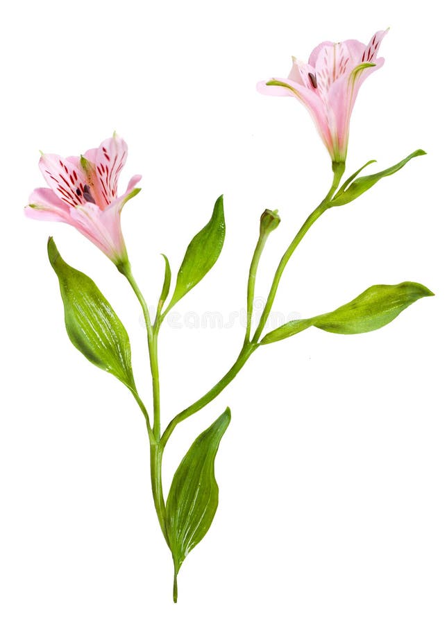 Floral Vignette Based on Real Flowers. Isolated Over White Stock Photo ...