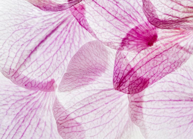 Floral Violet Collage Background Stock Image - Image of graphic, purple ...