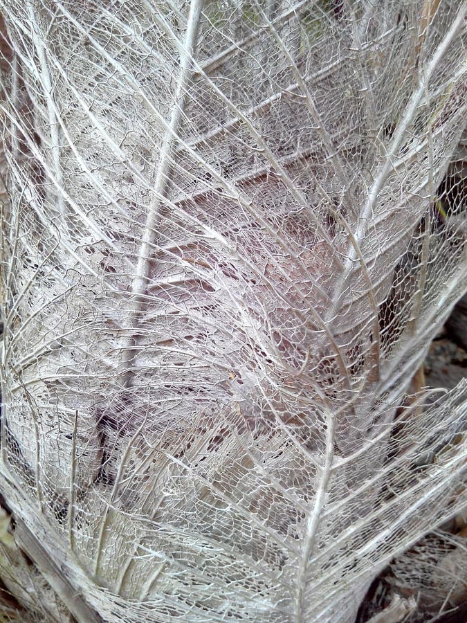 The florals stock photo. Image of grey, florals, trees - 43200244