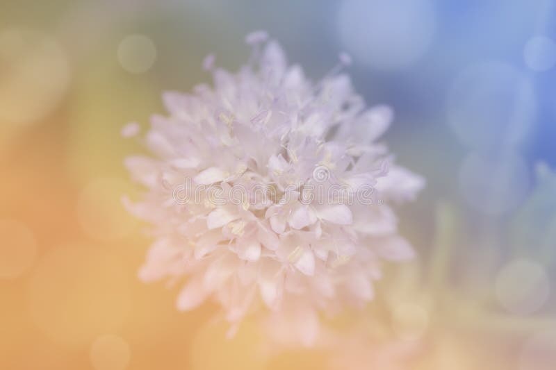 Floreal stock photo. Image of beautiful, filter, freshness - 26624428