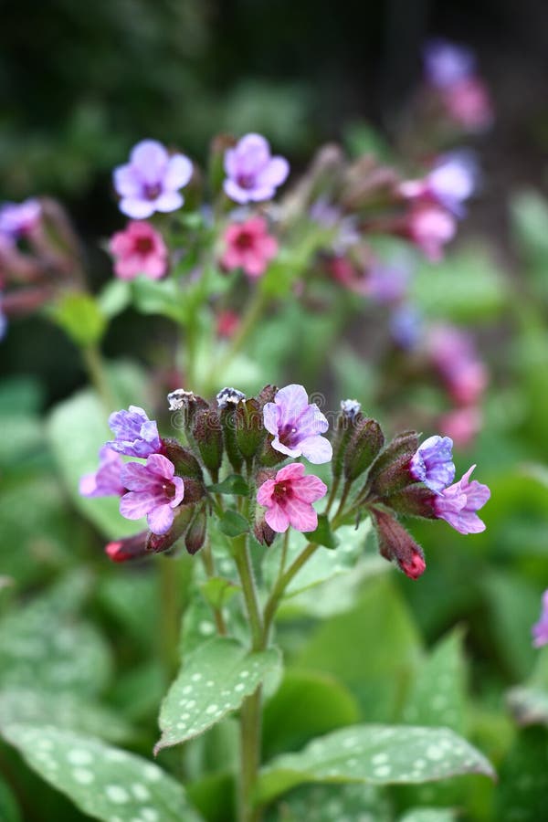 Flores De La Planta Pulmonaria. Norte De Illinois Usa Imagen de archivo ...
