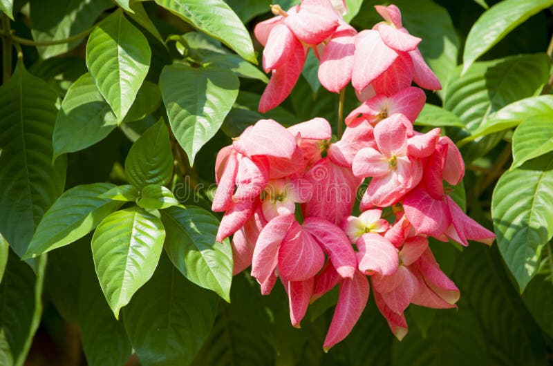 Flores tropicales rojas foto de archivo. Imagen de pistitas - 48392736