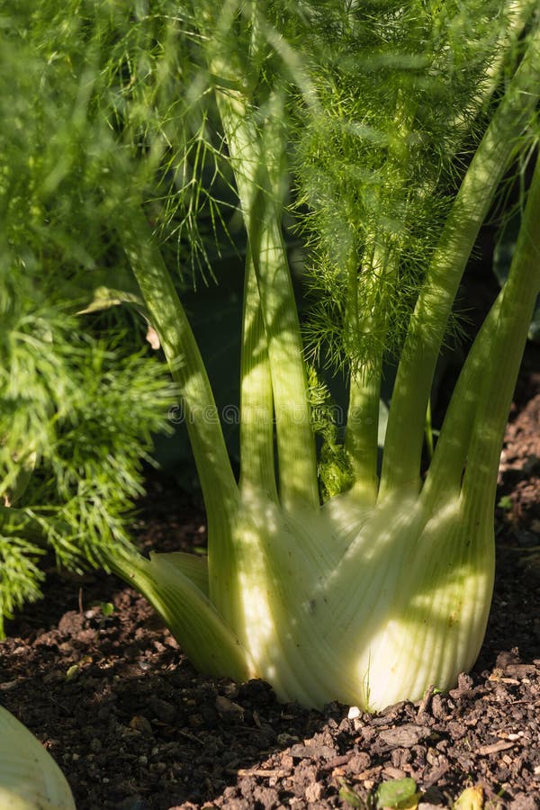 Florence Fennel Bulb Growing in Soil Stock Photo - Image of fresh ...
