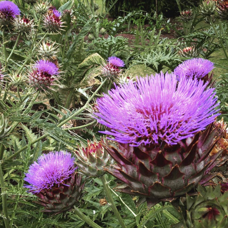 Florencia de chicharrones foto de archivo. Imagen de teléfono - 159154786