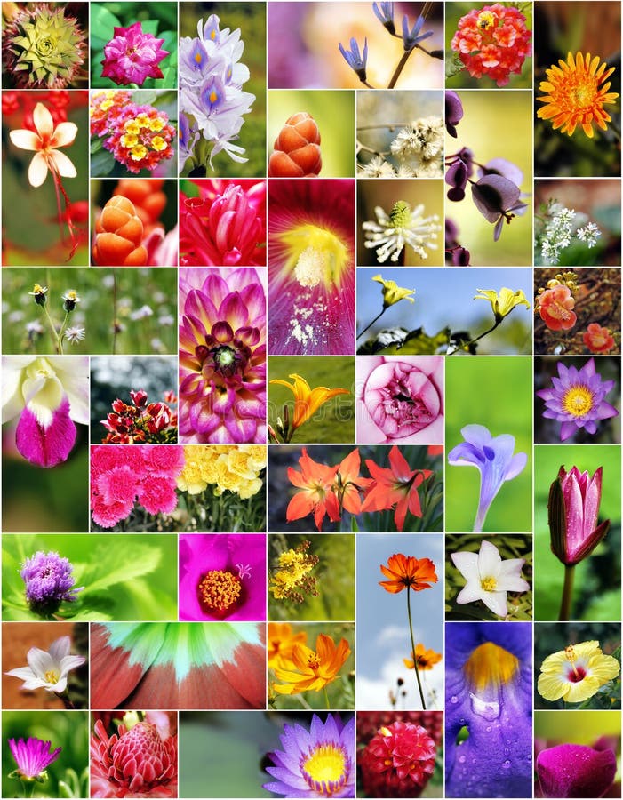Collage de la flora imagen de archivo. Imagen de cubo - 19185171