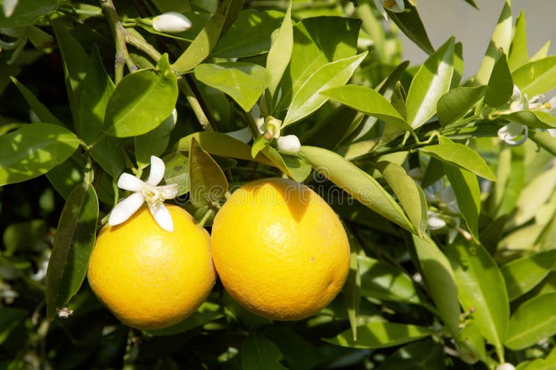 Mel, Fruto, Flor Da Laranja Imagem de Stock - Imagem de macro, filial ...