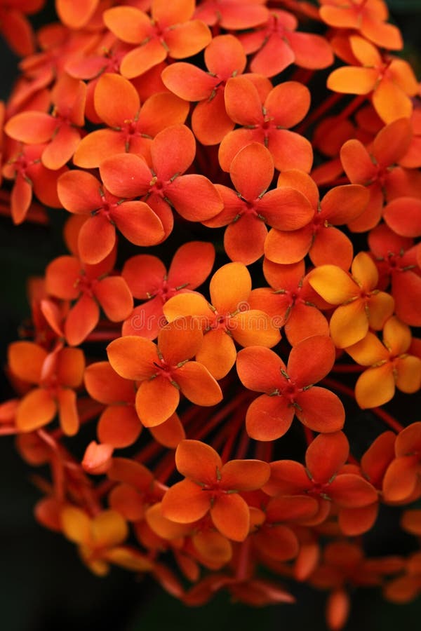 Flores Alaranjadas No Jardim Mola Ou Fundo Do Verão Imagem de Stock ...