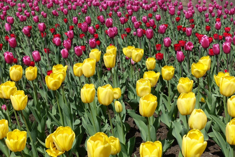 Flores Amarelas, Cor-de-rosa E Vermelhas Das Tulipas Imagem de Stock ...