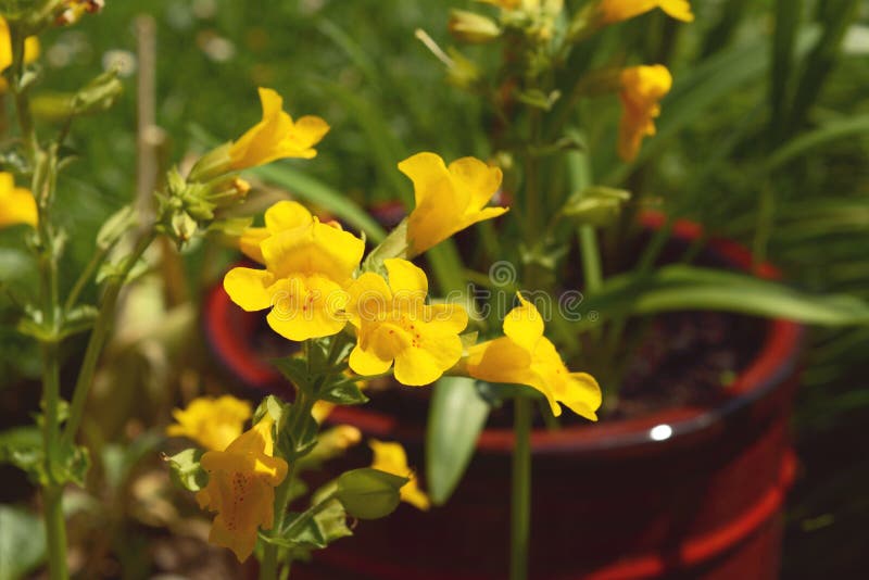 Flores Amarelas Do Mimulus Com Pontos Vermelhos Foto de Stock - Imagem ...