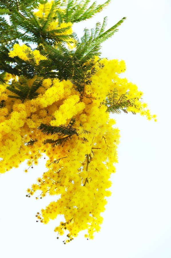 Flores Amarillas De La Mimosa En El Cielo Azul Imagen de archivo ...