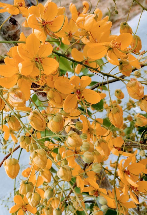 Flores amarillas stock image. Image of amarillas, orange - 92623953