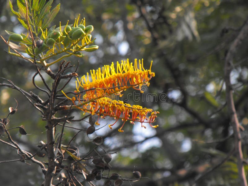 Flores amarillas stock photo. Image of yellow, verde - 98222886