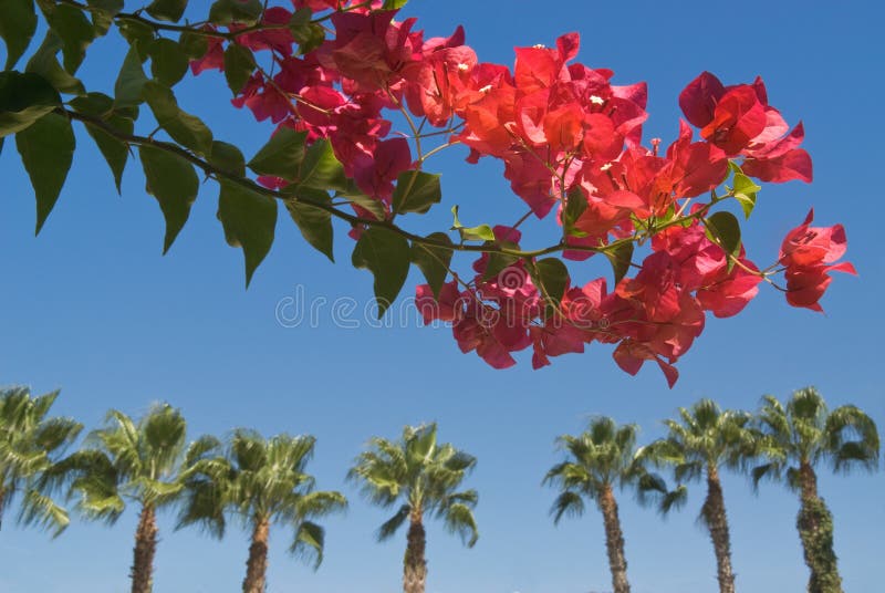 Flores & palmas foto de stock. Imagem de vermelho - 13960568