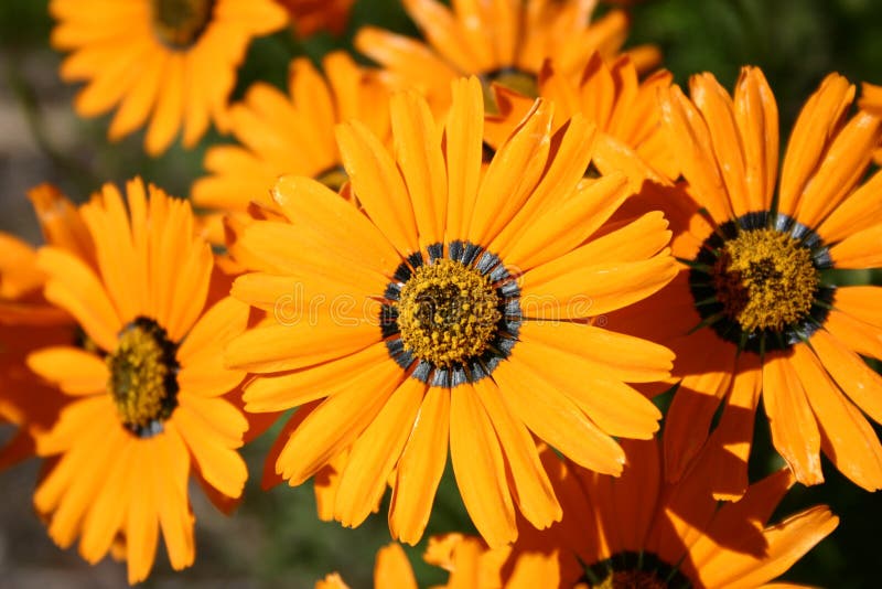 Flor anaranjada foto de archivo. Imagen de animado, manojo - 88080