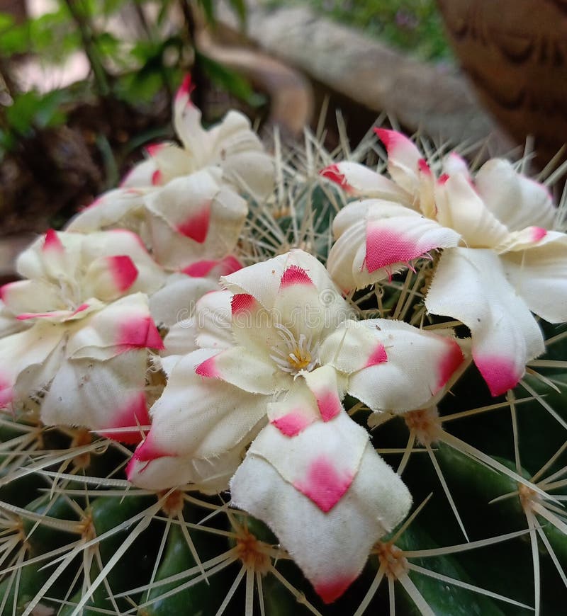Flores Artificiais Num Cacto Foto de Stock - Imagem de nave, verde ...