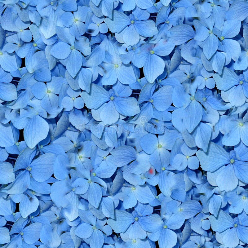 Flores azuis foto de stock. Imagem de flores, azul, perfeita - 20113764