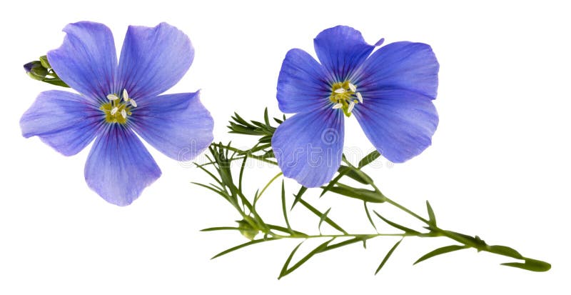 Flores Azuis De Linho Isoladas Em Fundo Branco Foto de Stock - Imagem ...