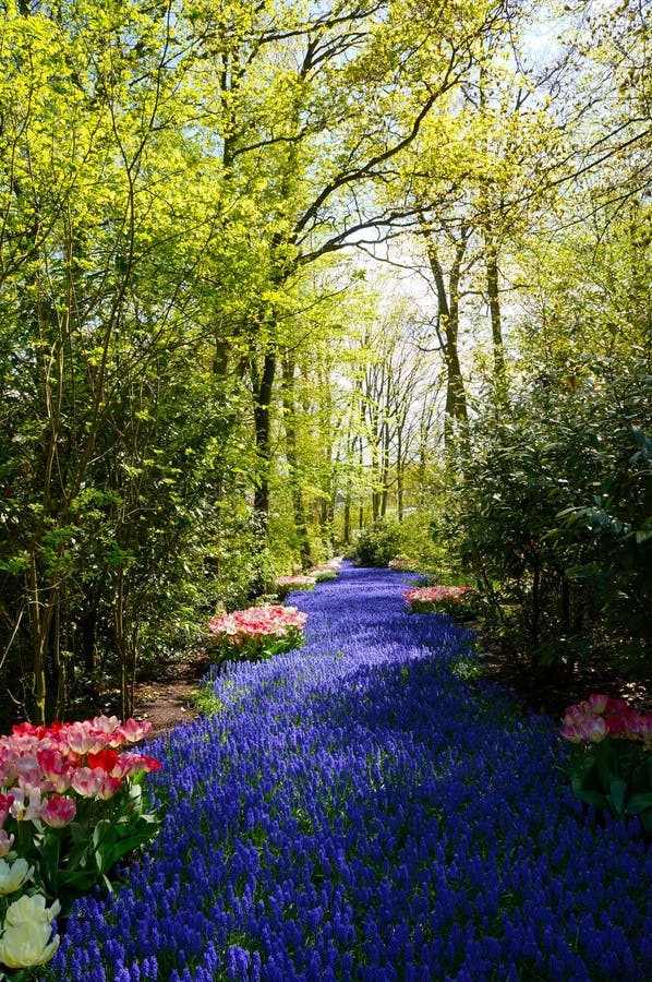 Flores azules en el bosque foto de archivo. Imagen de tulipanes - 25232596