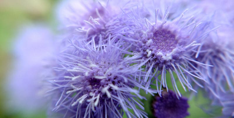 Flores Azules Esponjosas De Ageratum Houstonianum Closeup Imagen De