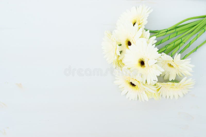 Flores beige del gerbera foto de archivo. Imagen de planta - 78881890