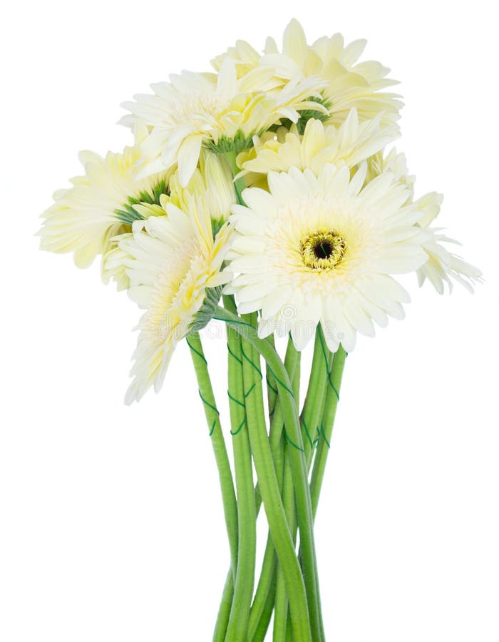 Flores beige del gerbera foto de archivo. Imagen de planta - 78881890