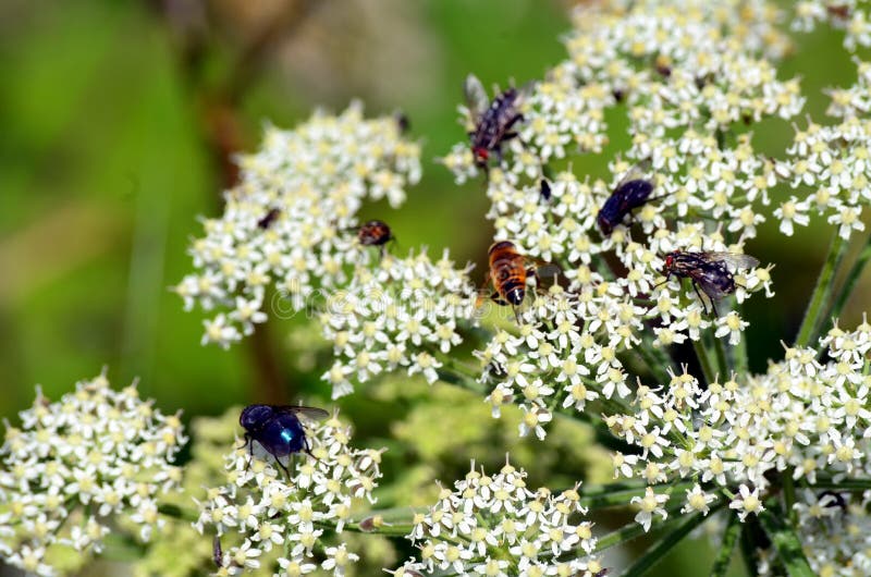 Flores Blancas Con Los Insectos Foto de archivo - Imagen de travieso ...