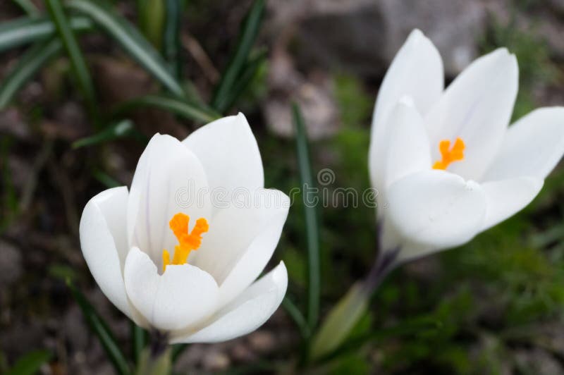 Flores blancas de croco imagen de archivo. Imagen de planta - 247858953