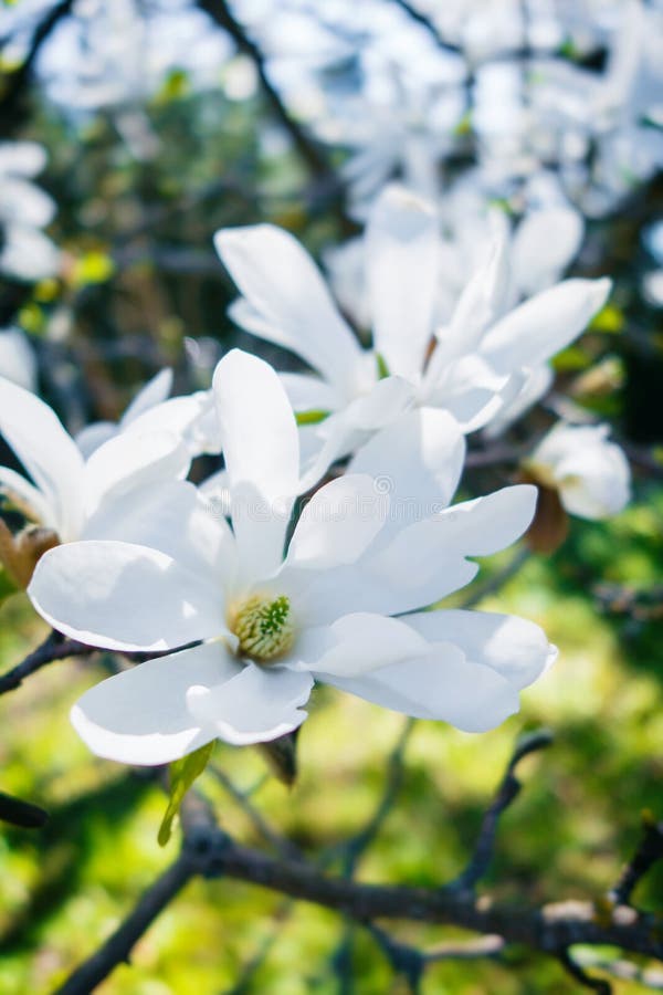 Flores Blancas De La Magnolia Imagen de archivo - Imagen de fresco ...