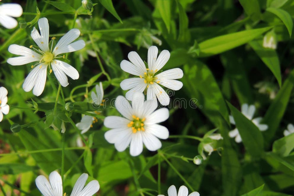 Flores blancas en bosque foto de archivo. Imagen de color - 84685672