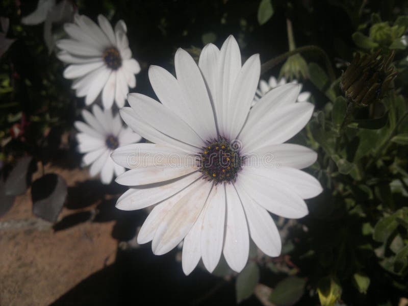 Flores Blancas En El Jardín Foto de archivo - Imagen de flores, blanco ...