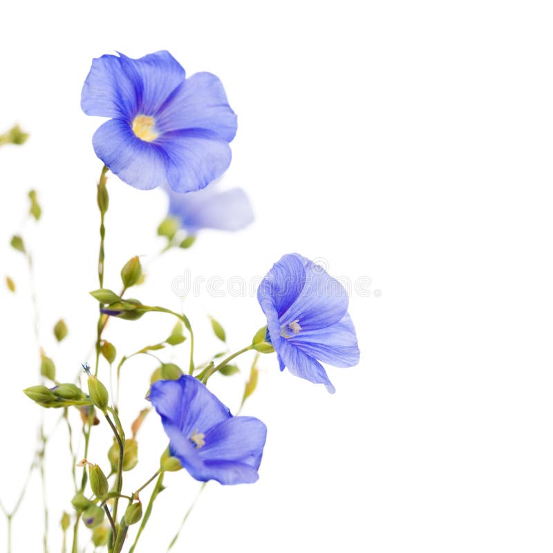 Flores do linho foto de stock. Imagem de ingrediente - 25960428