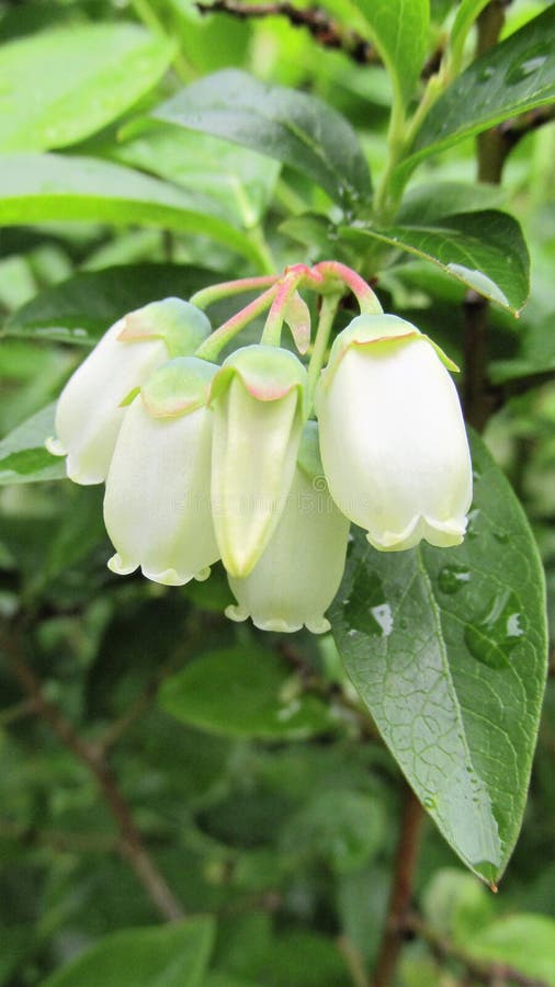 Flor do mirtilo foto de stock. Imagem de nave, flor - 116265946